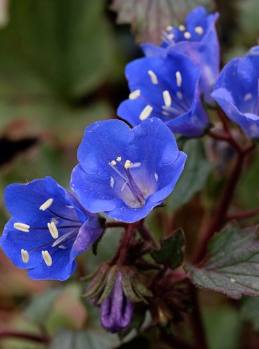 Phacelia campanularia | Desert Bells | plant lust
