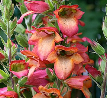 Digiplexis from multiple nurseries on Plant Lust