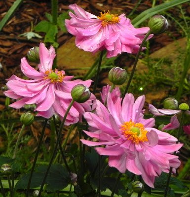 Anemone x hybrida 'Pretty Lady Emily' PP22303 | Anemone hupehensis ...