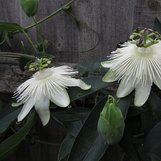 Passiflora 'Snow Queen' | Snow Queen Passion Flower | Snow Queen ...