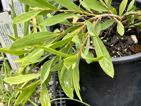 Callistemon citrinus 'White Anzac' | White Anzac Bottlebrush | plant lust