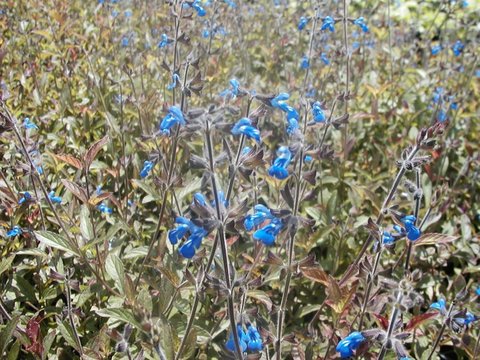 Salvia sinaloensis | Sapphire Salvia | Sinaloa Sage | Sinaloan Blue ...