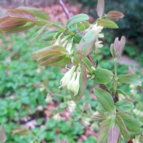 Lonicera caerulea | Lonicera caerulea var. edulis | Lonicera edulis ...