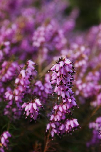 Erica carnea 'Springwood Pink' | Springwood Pink Winter Heath | plant lust