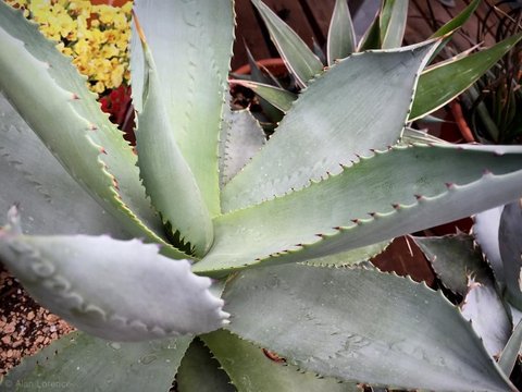 Agave pygmaea 'Dragon Toes' | | plant lust
