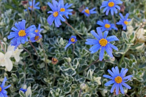 Felicia amelloides (variegated) | Felicia amelloides 'Variegata' | Blue ...