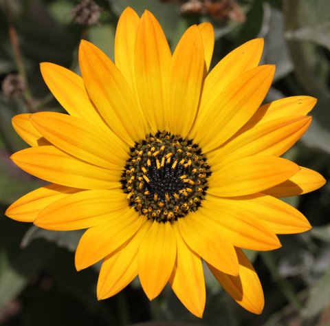 Arctotis 'Sandgroper' | African Daisy | plant lust