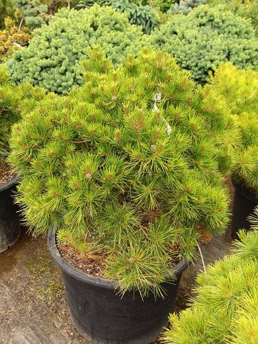 Picea abies 'REL WB' | REL WB Miniature Norway Spruce | plant lust