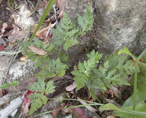 Cheilanthes sieberi | Mulga Fern | plant lust