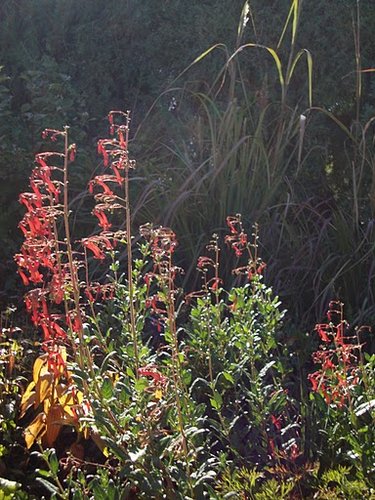 Phygelius capensis | Cape Fuchsia | plant lust