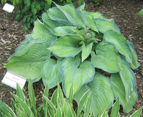 Hosta 'Princess Anastasia' | | plant lust