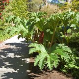 Gunnera tinctoria | Gunnera chilensis | Gunnera scabra | Chilean ...
