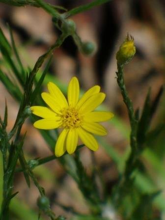 Pityopsis graminifolia | Chrysopsis graminifolia | Grassleaved ...