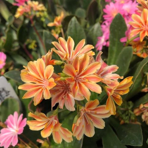Little Prince of Oregon - plant lust