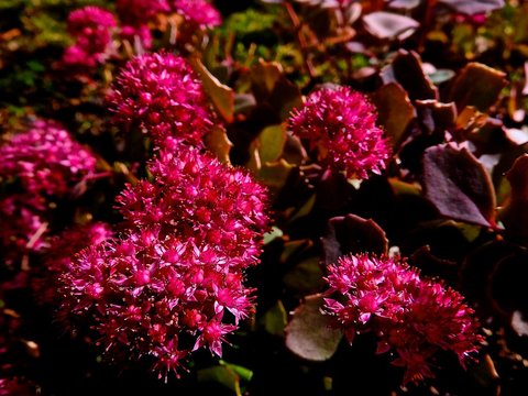 Sedum SunSparkler® 'Dazzleberry' | Sedum 'Dazzleberry' | Sedum ...