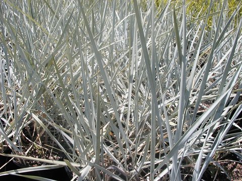 Elymus magellanicus | Agropyron magellanicum | Elymus magellanicum ...