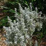 Maireana sedifolia | Kochia sedifolia | Cotton Bush | Pearl Bluebush ...