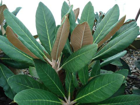 Rhododendron rex ssp. fictolacteum | Rhododendron fictolacteum | plant lust