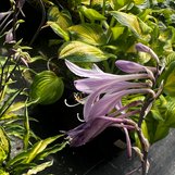 Hosta 'Curly Fries' | | plant lust