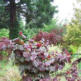 Corylus avellana 'Red Majestic' | Corylus 'Red Majestic' | Corylus ...