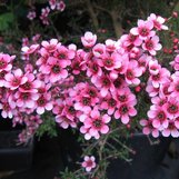 Leptospermum scoparium (Nanum Group) 'Ruru' | Leptospermum scoparium ...