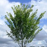 Ulmus americana 'Princeton' | Princeton American Elm | plant lust