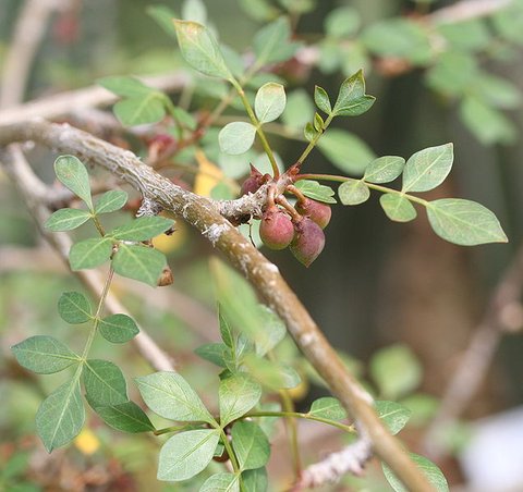 Bursera fagaroides | plant lust