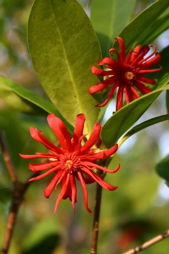 Illicium floridanum 'Coosa Red' | Coosa Red Florida Anise | Purple ...
