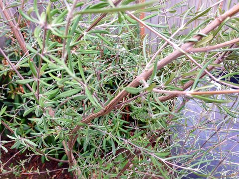 Olearia lineata 'Dartonii' | Olearia virgata var. lineata 'Dartonii ...