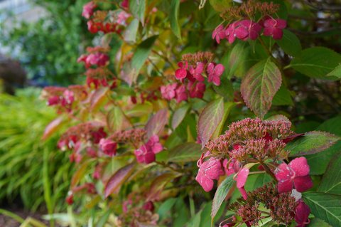 Hydrangea macrophylla 'Tokyo Delight' | | plant lust
