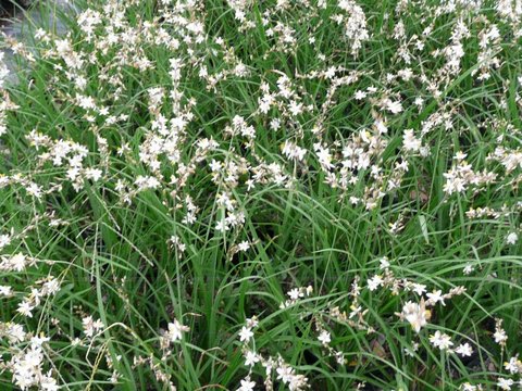 Chlorophytum saundersiae | Anthericum saundersiae | St. Bernard's Lily ...