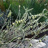 Sideritis syriaca | Greek Mountain Tea | plant lust