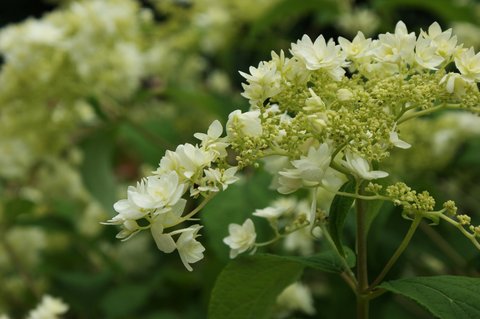 Hydrangea arborescens 'Hayes Starburst' | Hydrangea arborescens 'Hayes ...