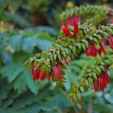 Agapetes serpens | Himalayan Lantern | plant lust