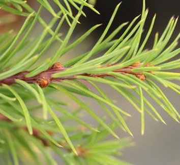 Larix decidua 'Prag' | Prag Dwarf Larch | Prag European Larch | plant lust