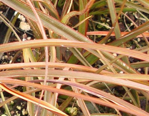 Phormium 'Surfer Bronze' | Surfer Bronze New Zealand Flax | plant lust