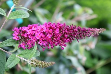 Buddleja davidii 'Royal Red' | Buddleia davidii 'Royal Red' | Butterfly ...