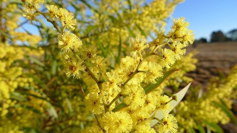 Acacia rubida | Red Stemmed Wattle | plant lust