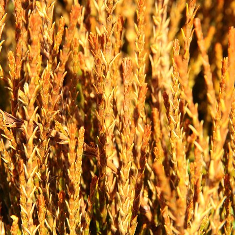 Platycladus orientalis 'Franky Boy' | Thuja orientalis 'Franky Boy ...