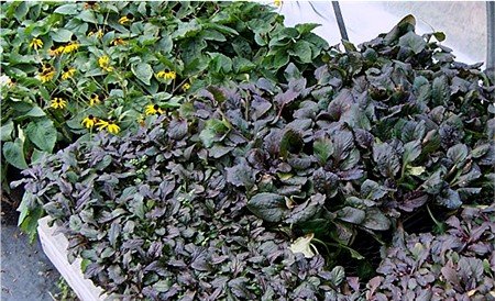 Ajuga reptans 'Catlin's Giant' | Catlin's Giant Bugleweed | plant lust