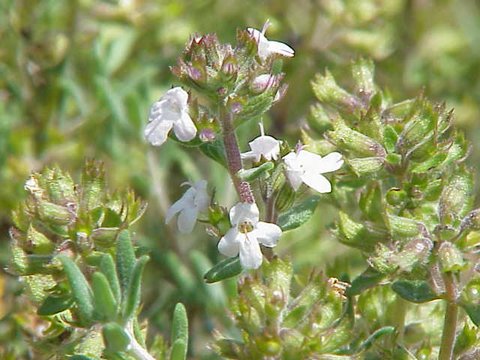 Thymus 'Fragrantissimus' | Thymus fragrantissimus | Orange Scented ...
