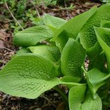 Hosta 'Behemoth' | | plant lust