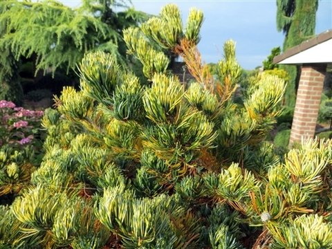 Pinus parviflora 'Fukai' | Pinus parviflora 'Shi-ko-ken' | Pinus ...