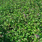 Mentha x piperita f. citrata 'Chocolate' | Chocolate Mint | Peppermint ...
