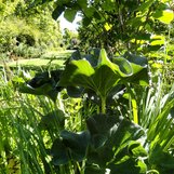 Gunnera perpensa | River Pumpkin | plant lust