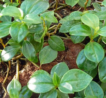 Peperomia from multiple nurseries on Plant Lust