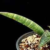 Sansevieria fischeri | Boophone fischeri | Dracaena singularis ...