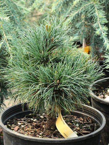 Pinus peuce 'Cesarini' | Pinus peuce 'Miss Cesarini' | Pinus peuce 'Mrs ...