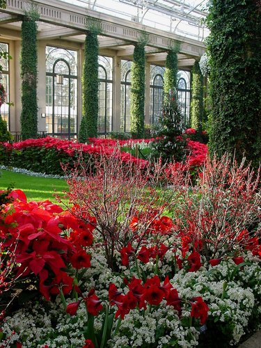 Hippeastrum 'Red Lion' | Red Lion Amaryllis | plant lust