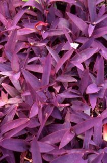 Tradescantia pallida 'Purple Heart' | Setcreasea pallida | Setcreasea ...